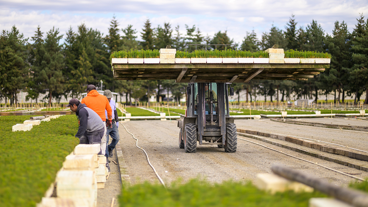 Tree Seedling Production In Summerland BC - Mountain View Growers Inc.